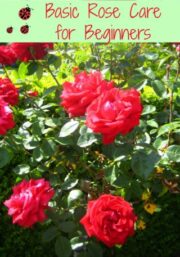 Basic Rose Care For Beginners | How To Care For Roses | Moms Need To Know