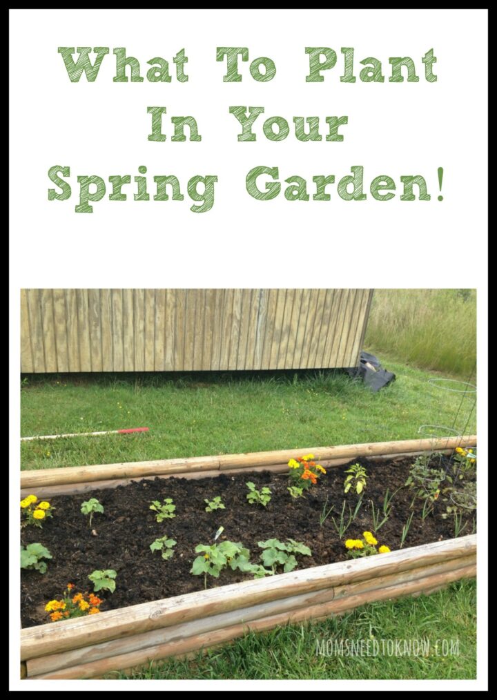What To Plant In Your Spring Garden | Moms Need To Know