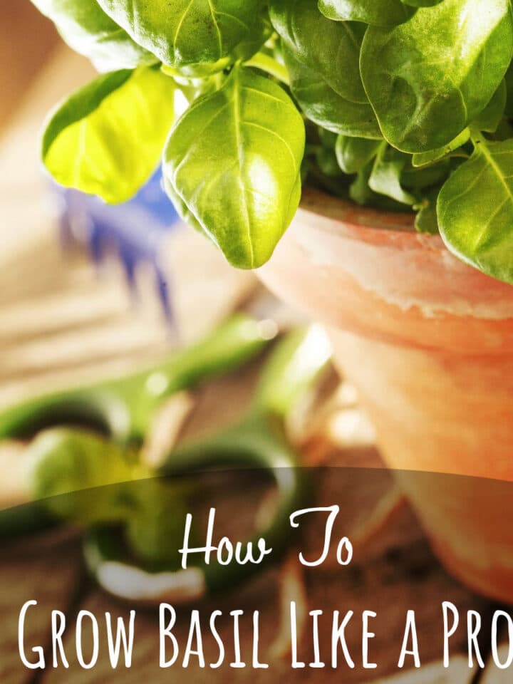 Basic Rose Care For Beginners | How To Care For Roses | Moms Need To Know