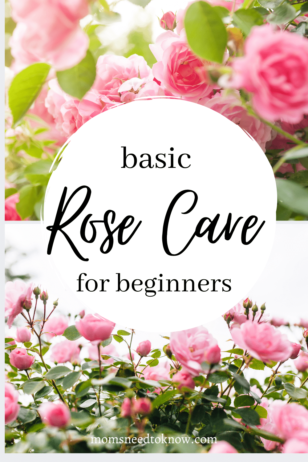 Basic Rose Care For Beginners | How To Care For Roses | Moms Need To Know