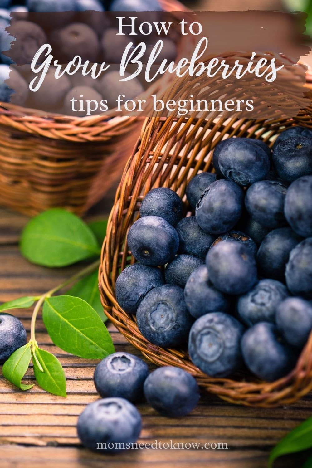 How To Grow Blueberries | Moms Need To Know